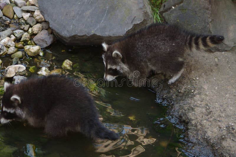 Cute Racoon Standing on the Rock Inside the Zoo Stock Photo - Image of ...