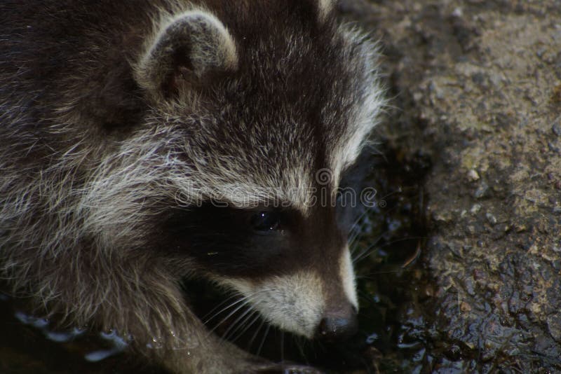 Cute Racoon Standing on the Rock Inside the Zoo Stock Photo - Image of ...