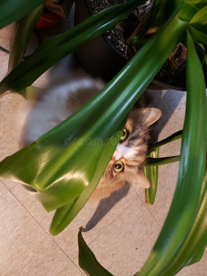Cute Ragamuffin Cat Underneath a Large House Plant Stock Photo - Image ...