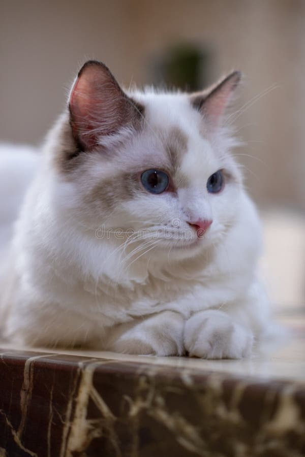 Cute, Ragdoll Cat Sitting on the Table. Stock Photo - Image of fluffy ...