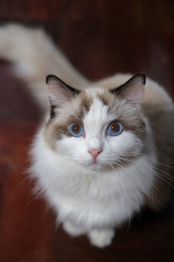 Cute Ragdoll Cat Standing on the Wooden Floor Stock Image - Image of ...
