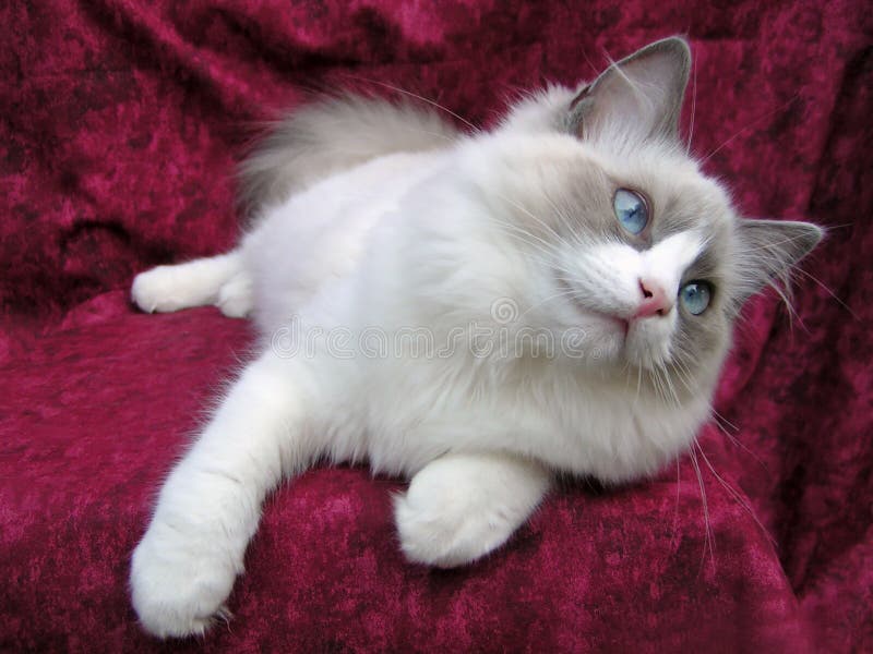 Cute Ragdoll Kitten on Burgundy Background Stock Photo - Image of cute ...