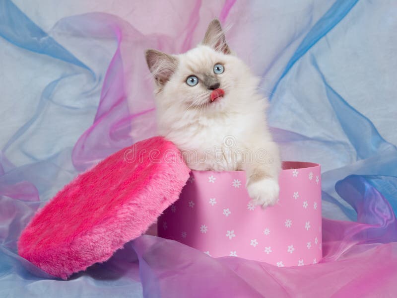 Cute Ragdoll with Tongue Out, in Pink Gift Box Stock Image - Image of ...