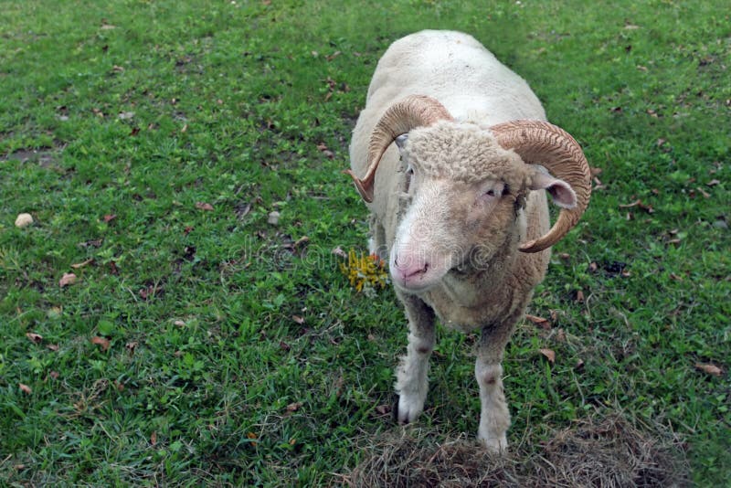 Cute Ram stock photo. Image of horns, wool, cute, lone - 1192448