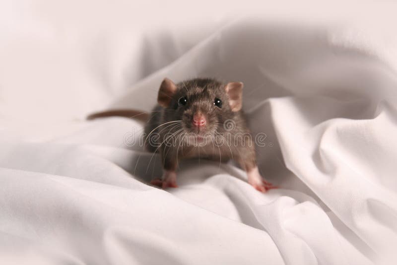 Cute Rat stock photo. Image of sweet, black, adorable - 13767688
