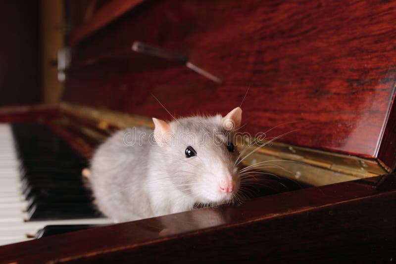 Musical Rats stock image. Image of duet, musician, mammal - 10559681