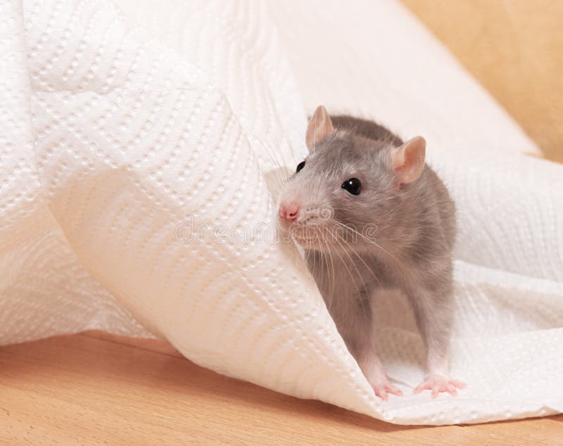 Cute rat stock image. Image of fluffy, pest, domestic - 7081571