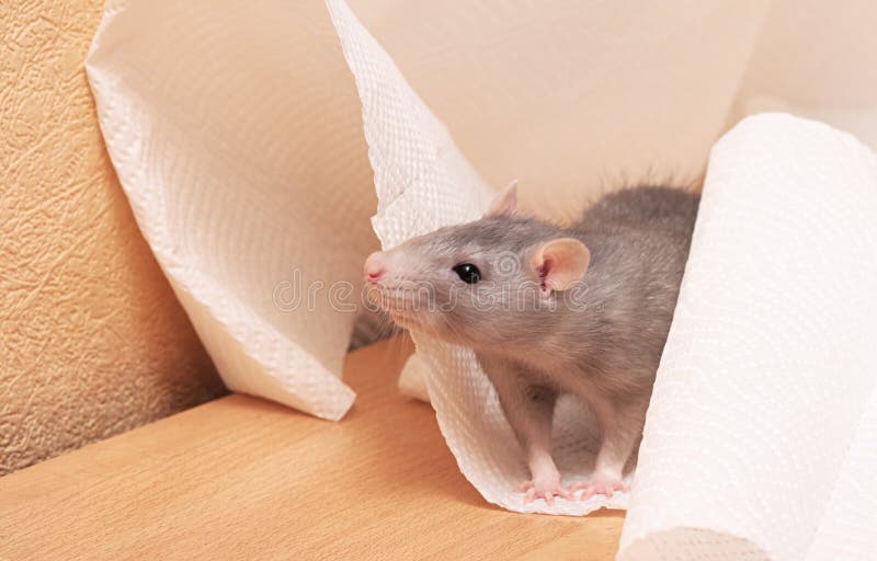 Cute rat stock photo. Image of grey, pets, pest, mammal - 7117344
