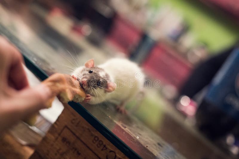 A cute rat eating stock photo. Image of animal, crust - 87980734
