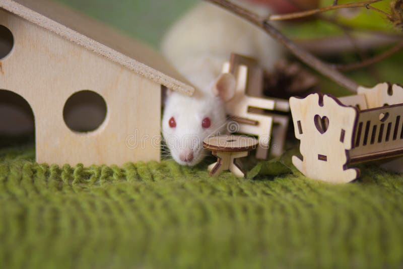 Cute Rat on the Green Grass. Hello Spring Stock Photo - Image of bite ...