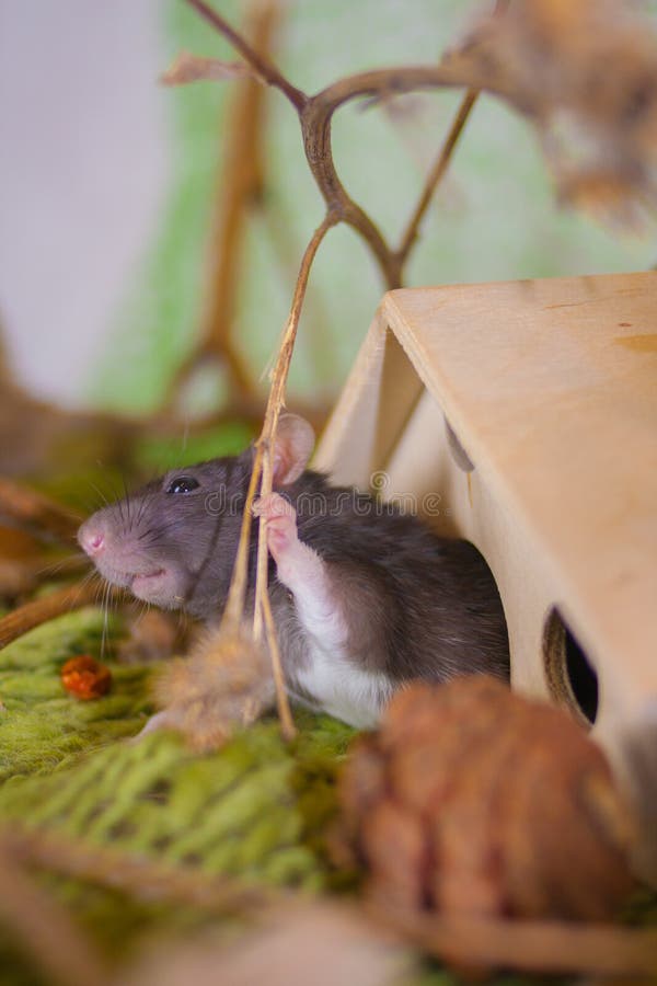 Cute Rat on the Green Grass. Hello Spring Stock Image - Image of nuts ...