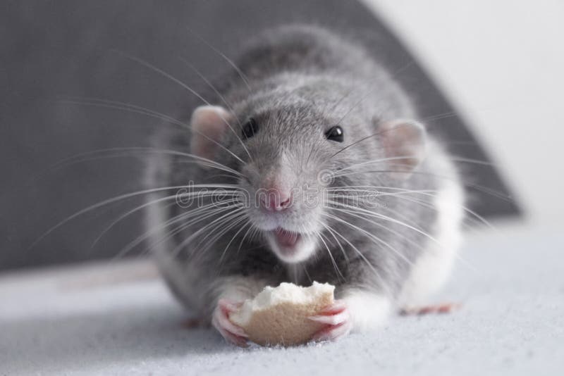 Cute rat stock photo. Image of grey, blue, muzzle, mouth - 30864680