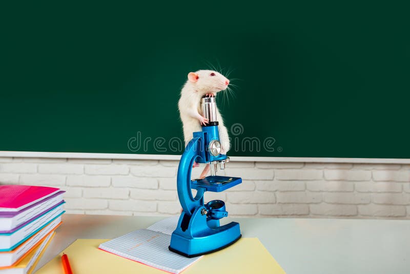 Cute Rat on Microscope in School Laboratory. Funny White Rat Looking ...
