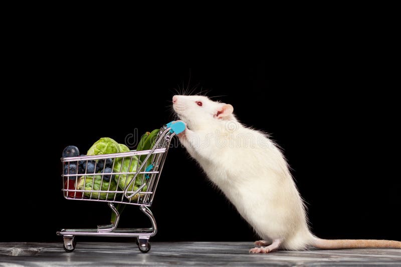 Cute Rat with a Shopping Cart Stock Image - Image of green, groceries ...