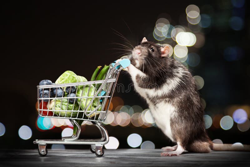 Cute Rat with a Shopping Cart Stock Image - Image of green, groceries ...