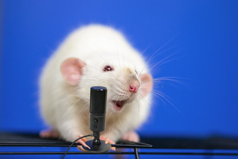 137 Mouse Singing Stock Photos - Free & Royalty-Free Stock Photos from ...