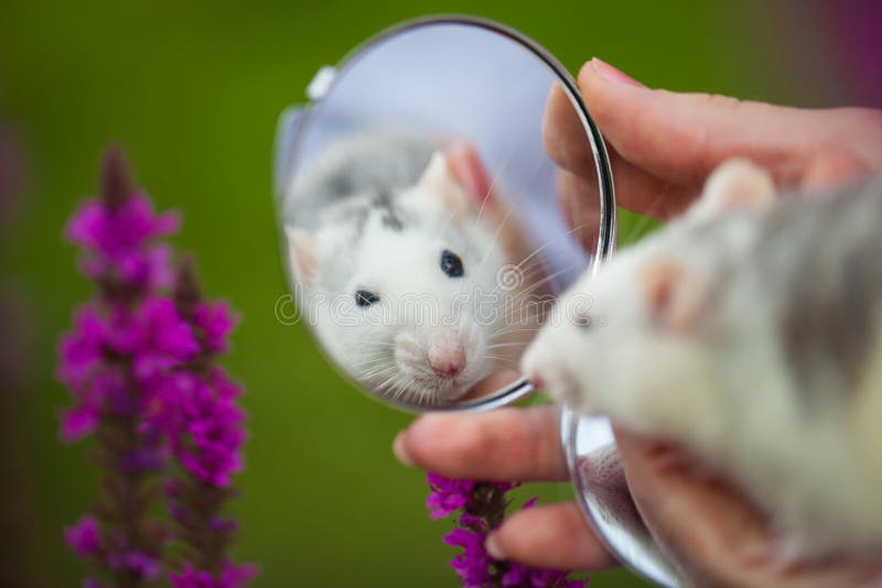 Cute Rat, Symbol of 2020, Looks in Stock Image - Image of beautiful ...