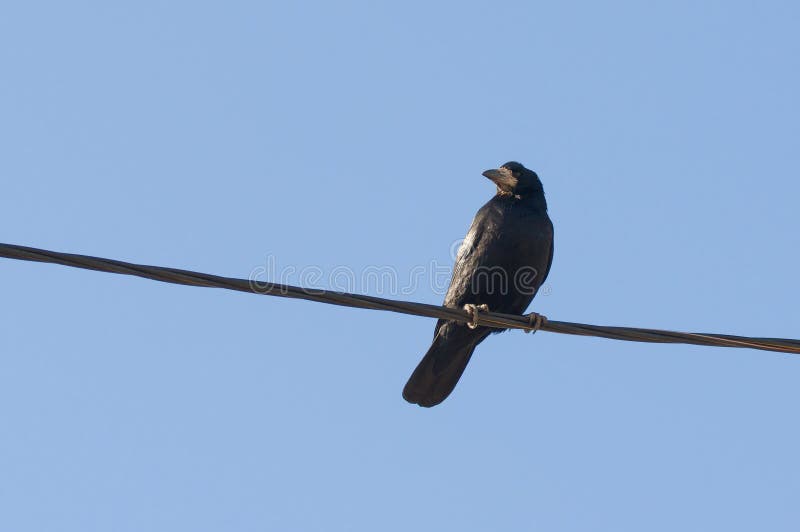 Cute Raven Sitting on the Wire Stock Image - Image of raven, carrion ...