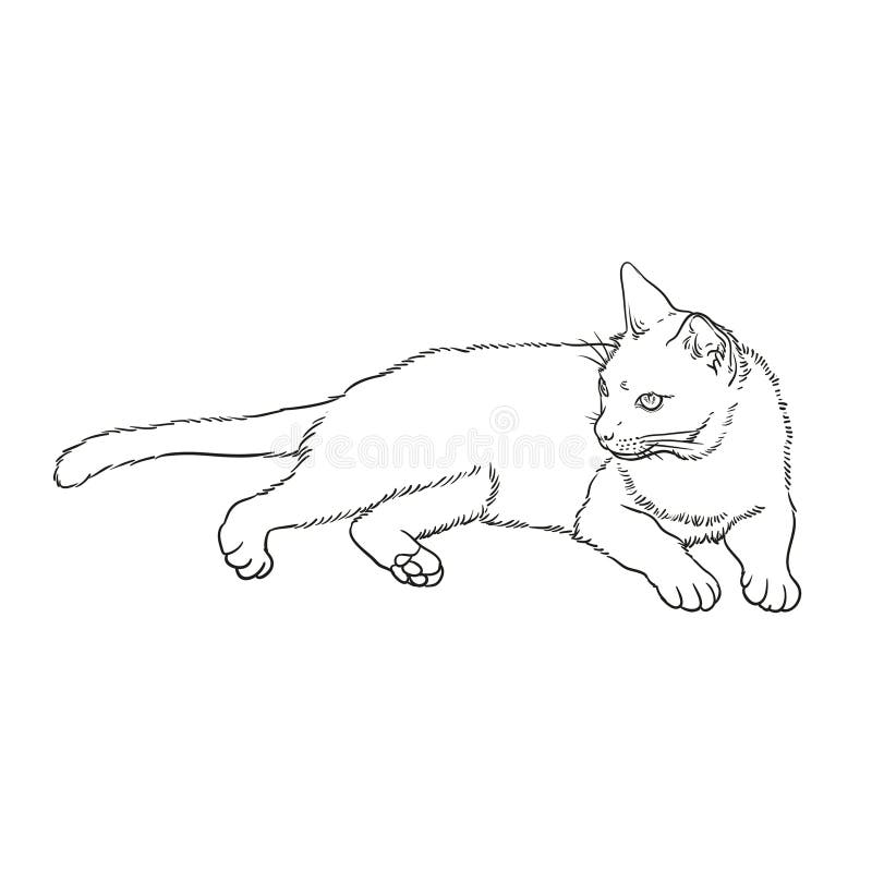 Cute Realistic Cat Laying Drawing Stock Vector - Illustration of ...