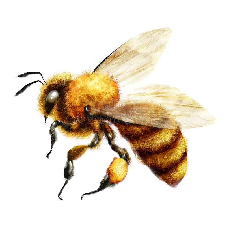Realistic Flying Honey Bee Stock Illustrations – 456 Realistic Flying ...