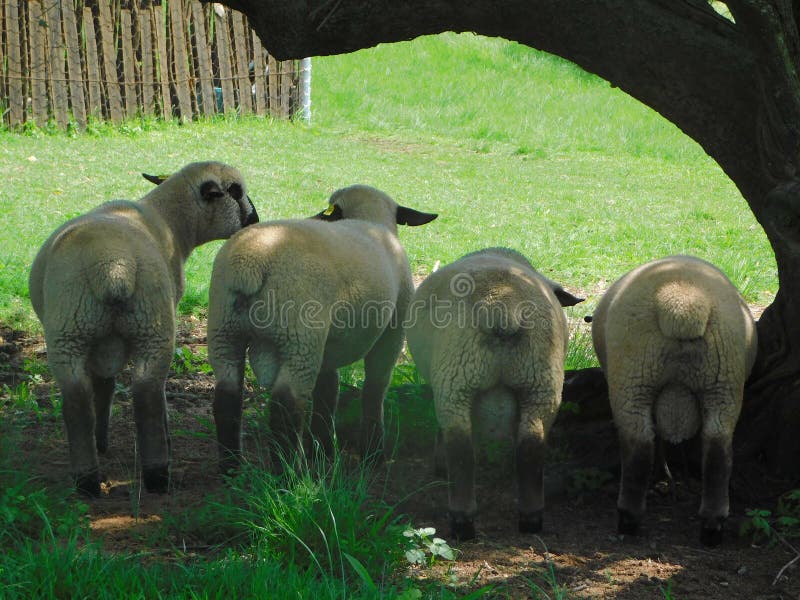 Cute Rear Closeup View of Four Ram Lamb Sheep Standing Next To Each ...