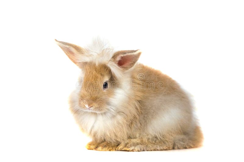 563 Baby Rabbit Eating Carrot White Background Stock Photos - Free ...