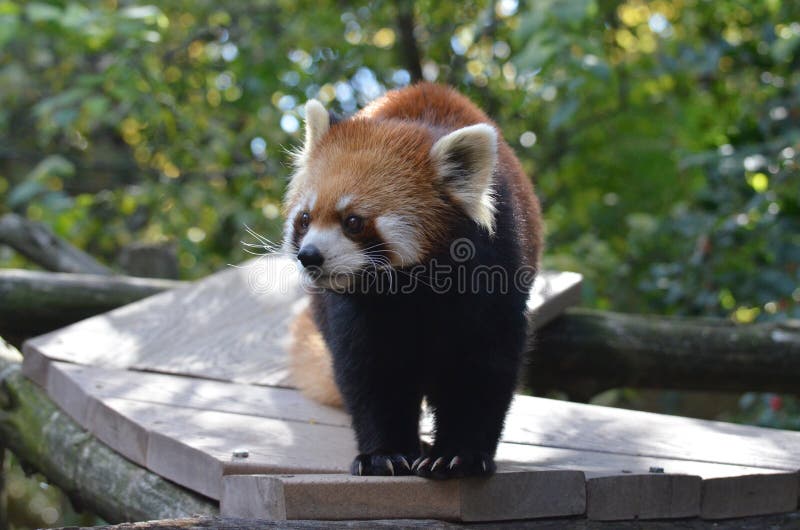 Really Cute Red Bear-Cat stock image. Image of nature - 78201947