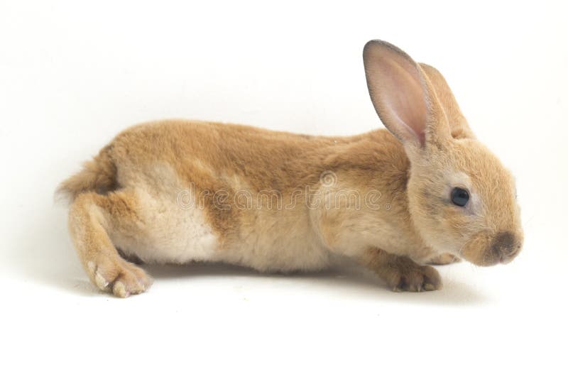 Cute Red Brown Rabbit Isolated on White Stock Photo - Image of white ...