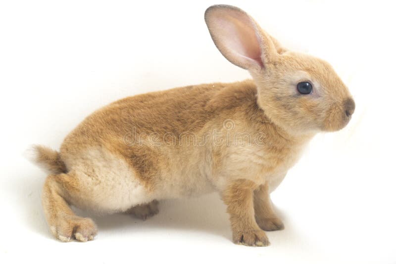 Cute Red Brown Rex Rabbit Isolated on White Stock Image - Image of ...