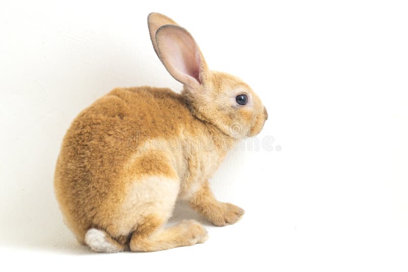 Cute Red Brown Rex Rabbit Isolated on White Stock Photo - Image of ...