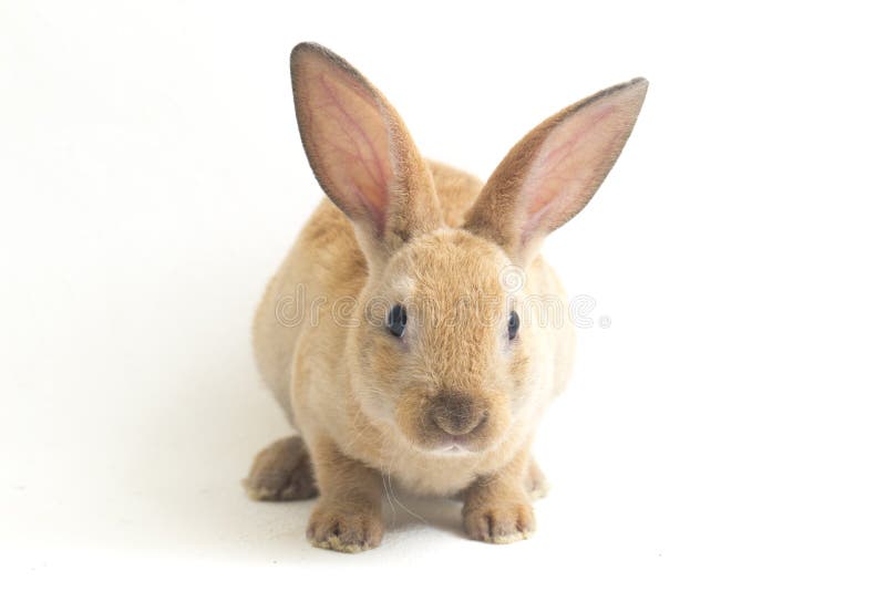 Cute Red Brown Rex Rabbit Isolated on White Stock Image - Image of ...