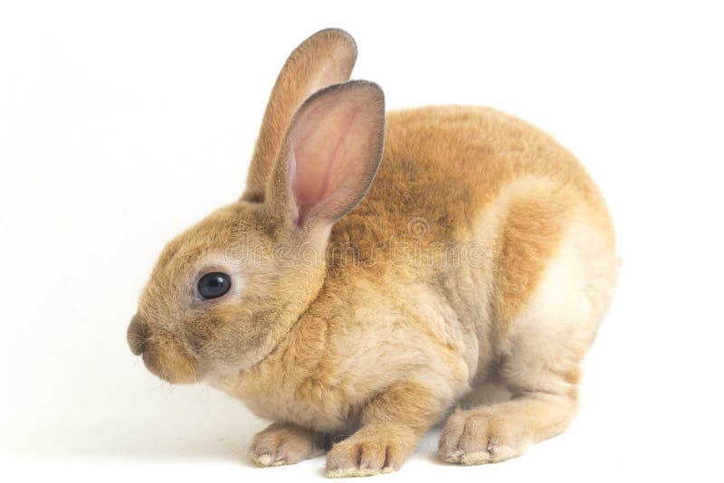 Cute Red Brown Rex Rabbit Isolated on White Stock Image - Image of hare ...