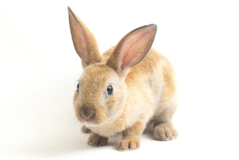 Cute Red Brown Rex Rabbit Isolated on White Stock Image - Image of ...