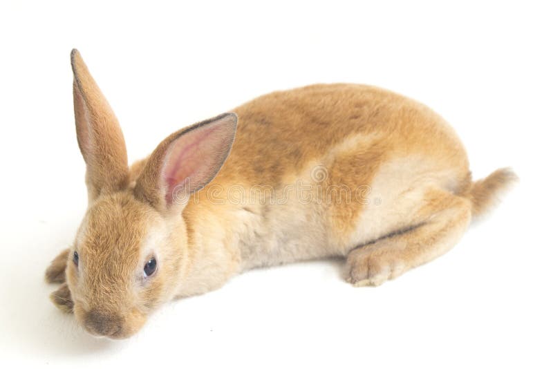 Cute Red Brown Rex Rabbit Isolated on White Stock Image - Image of ...