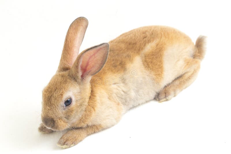 Cute Red Brown Rex Rabbit Isolated on White Stock Image - Image of ...