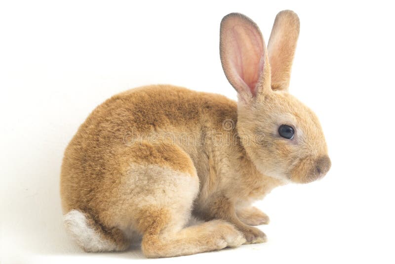 Cute Red Brown Rex Rabbit Isolated On White Stock Photo - Image of ...
