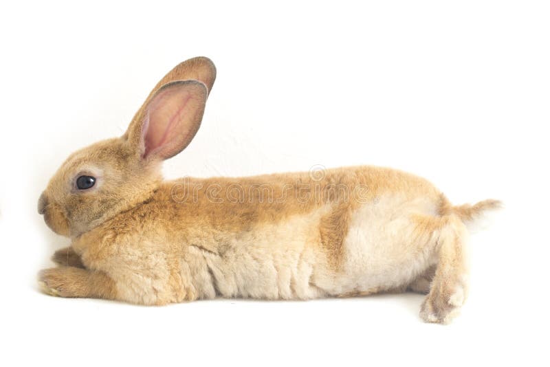 Cute Red Brown Rex Rabbit Isolated On White Stock Image - Image of ...