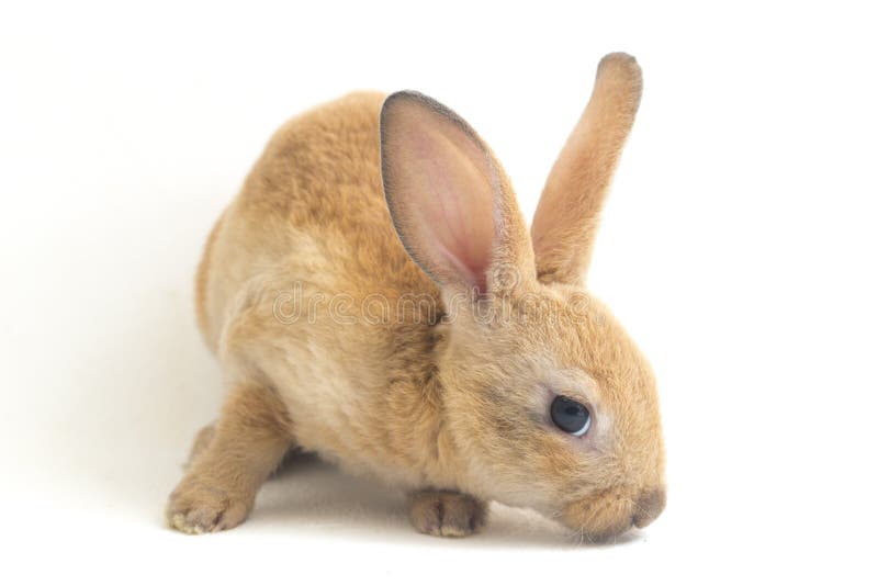 Cute Red Brown Rex Rabbit Isolated on White Stock Photo - Image of ...