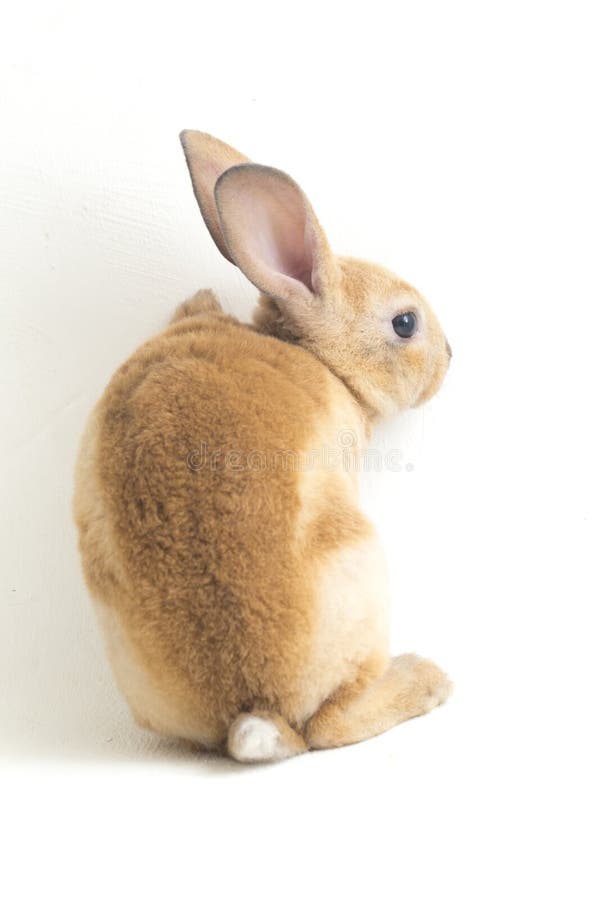 Cute Red Brown Rex Rabbit Isolated on White Stock Photo - Image of ...