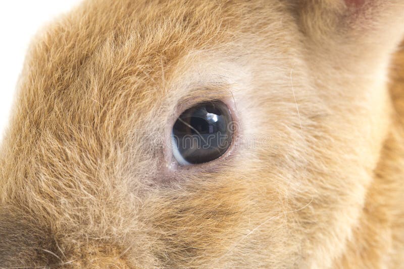 Cute Red Brown Rex Rabbit Isolated on White Stock Photo - Image of baby ...