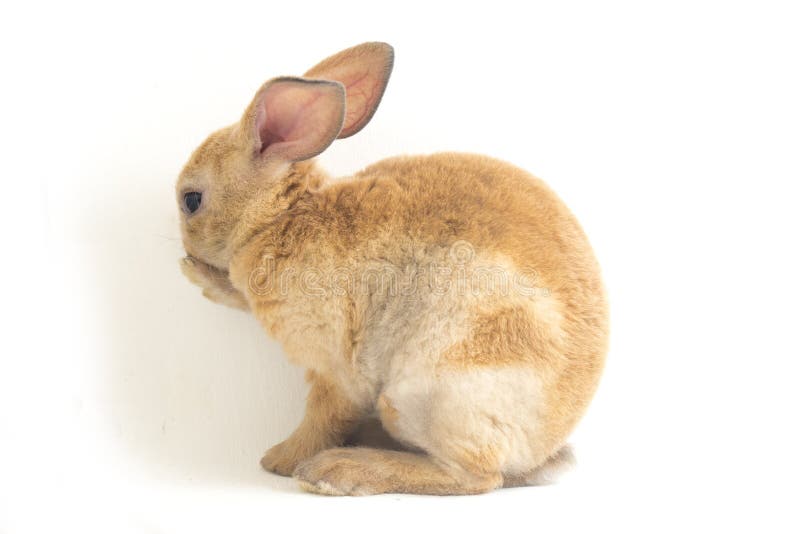 Cute Red Brown Rex Rabbit Isolated on White Stock Image - Image of tame ...