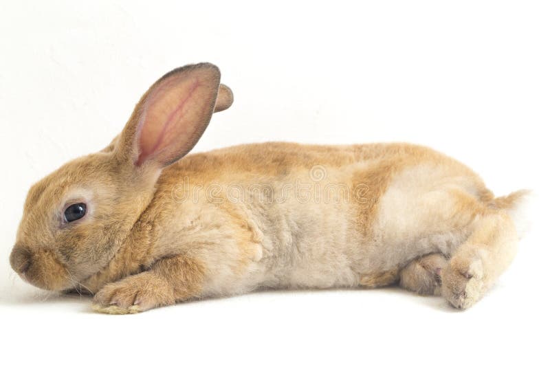 Cute Red Brown Rex Rabbit Isolated On White Stock Image - Image of ...