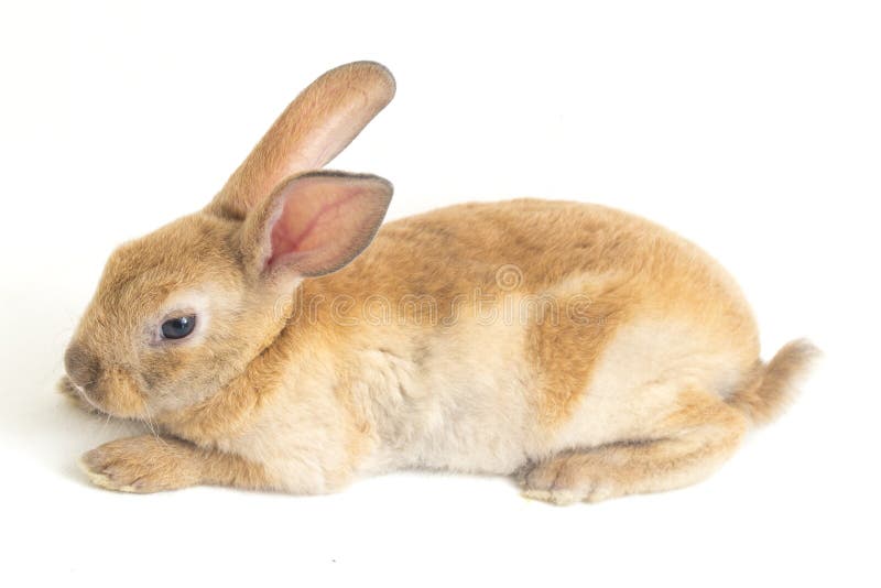 Cute Red Brown Rex Rabbit Isolated on White Stock Photo - Image of ...