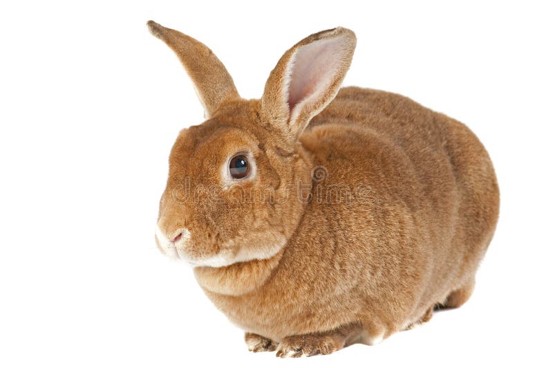 Cute Red Bunny with Big Ears Looking at Camera Isolated on White Stock ...