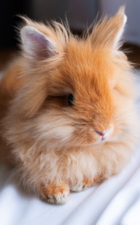 Cute red bunny stock photo. Image of fleecy, cuddly - 183436846