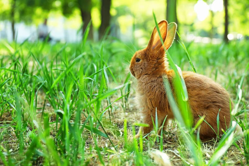 Cute Red Bunny among Green Grass Stock Image - Image of cute, event ...