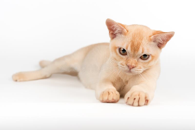 Cute Red Burmese Kitten on White Background Stock Photo - Image of baby ...