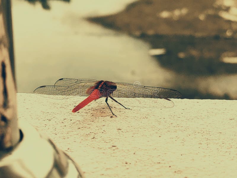 A cute red butterfly stock image. Image of insect, leaf - 222808811