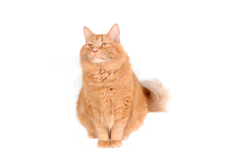 Red cat stock photo. Image of feline, soft, cute, pedigree - 16535510
