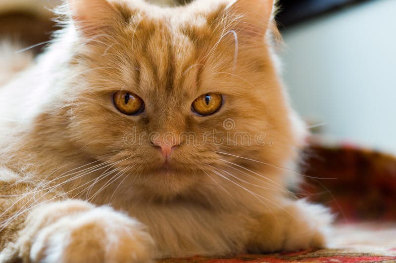 Cute Red Cat Brazen Lying on the Floor Stock Image - Image of nature ...